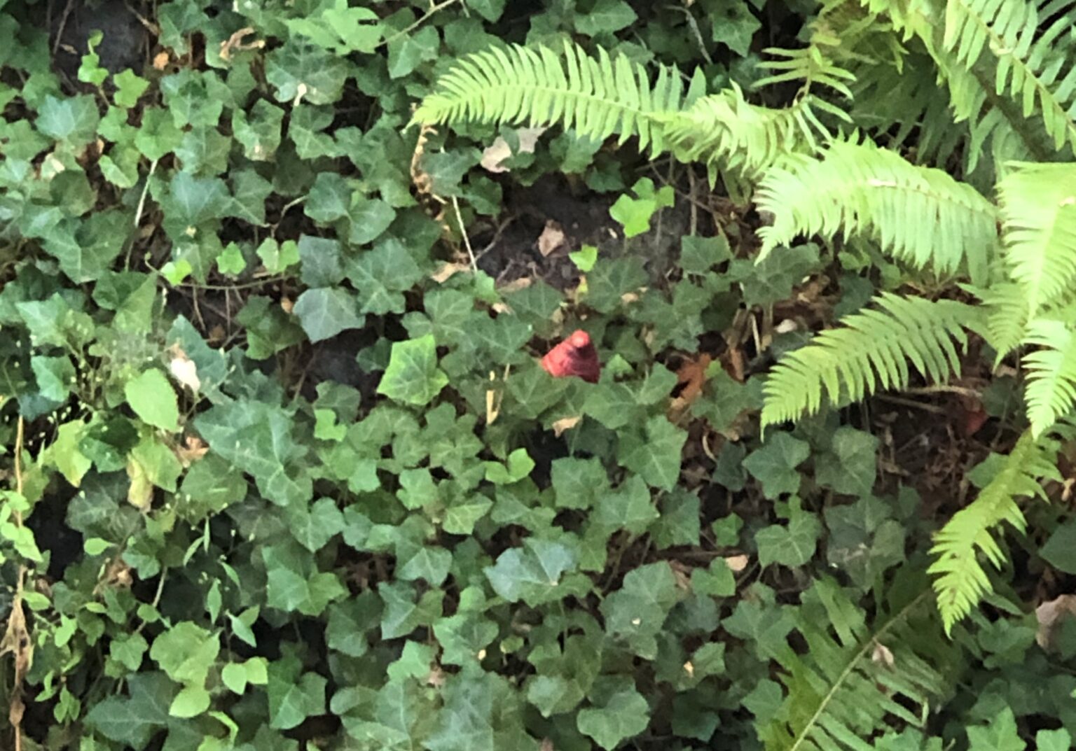 Valley of the Gnomes - Seattle Secrets